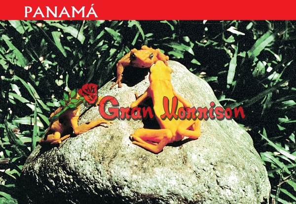 Ranas Doradas Del Valle De Anton – Gran Morrison
